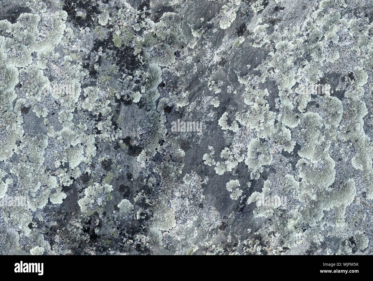 Rock surface covered with different lichens Stock Photo - Alamy