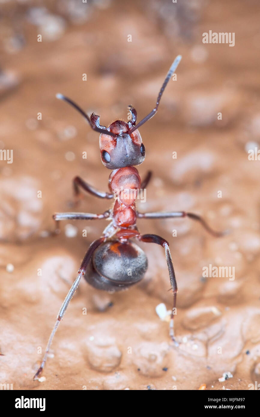 Wood red ant in a fighting rack Stock Photo - Alamy