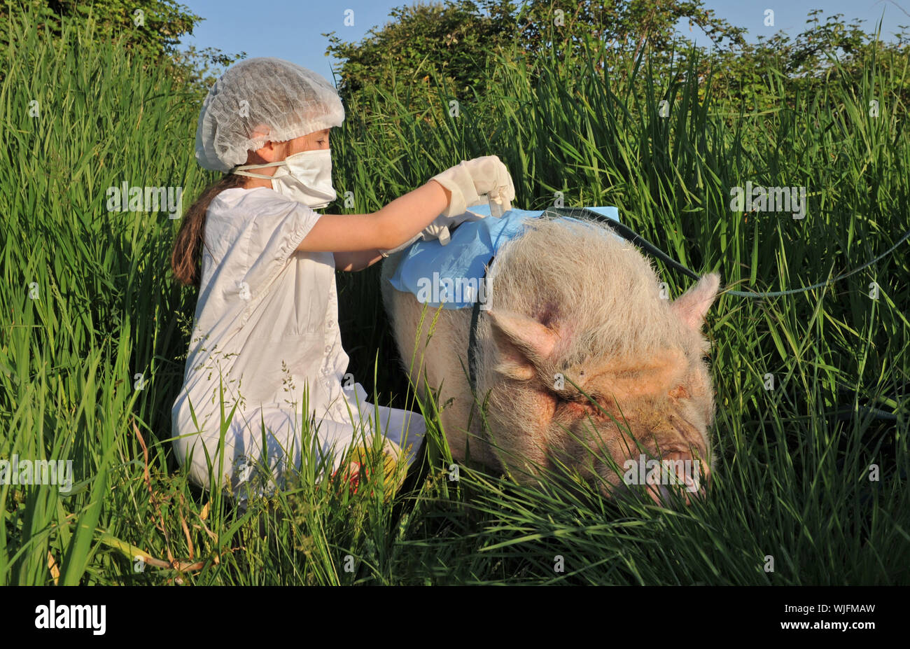 child playing with a pig and risk th swine influenza flu Stock Photo ...
