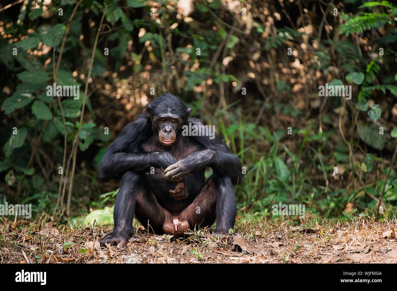 Bonobo ( Pan paniscus) portrait. At a short distance, close up. The ...