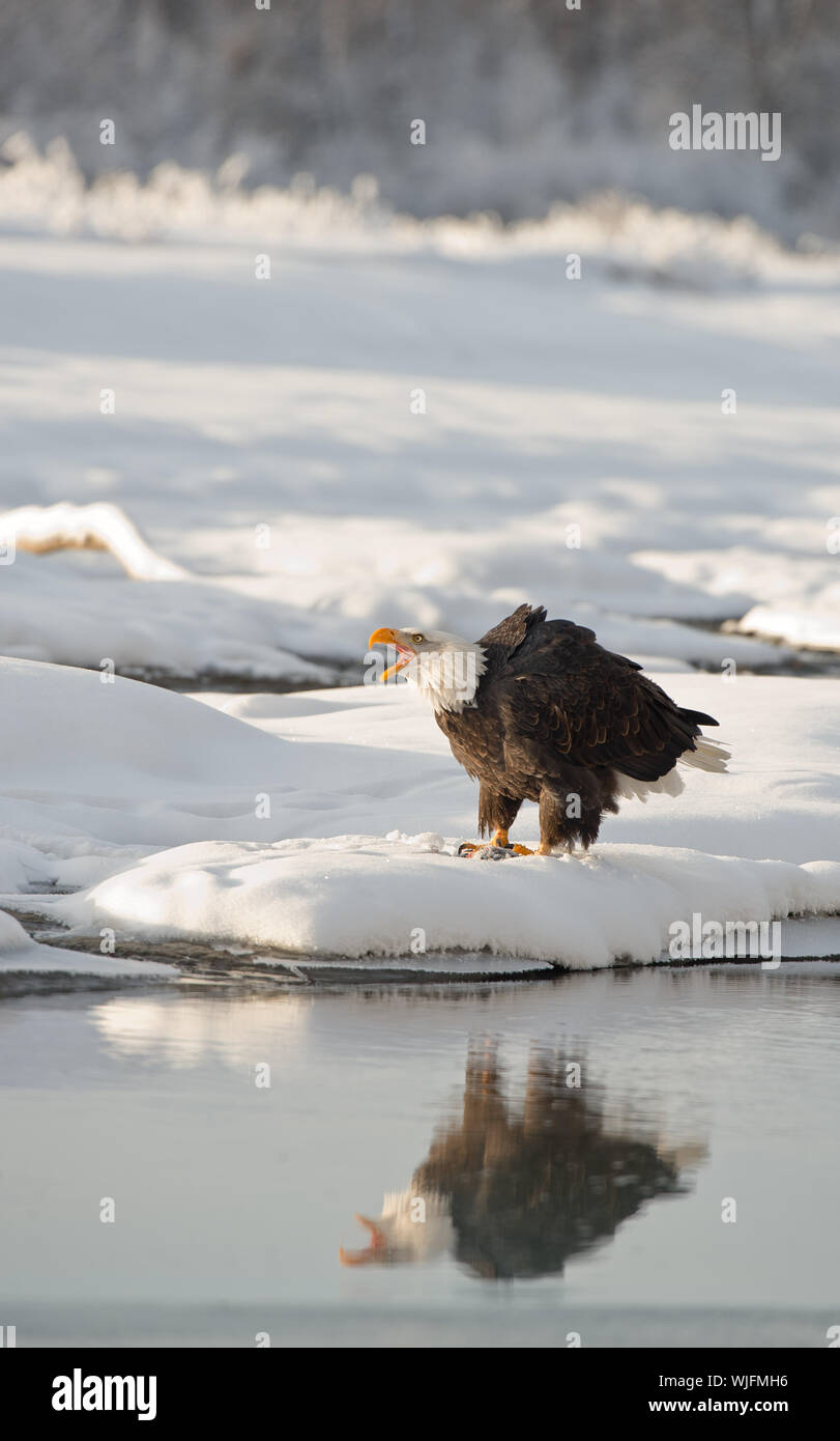 Shouting Bald eagle ( Haliaeetus leucocephalus ) with reflection on the ...
