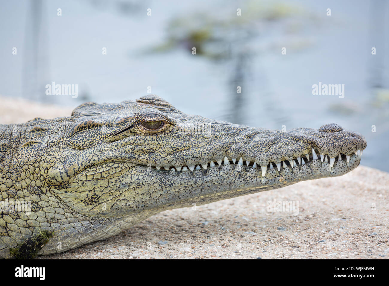 Nile crocodile portrait in Kruger National park, South Africa ; Specie ...