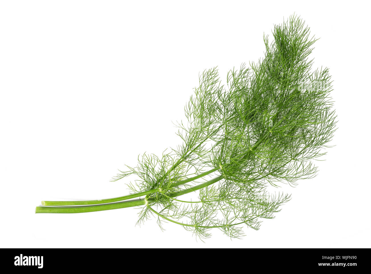 Fresh fennel isolated on white background Stock Photo - Alamy