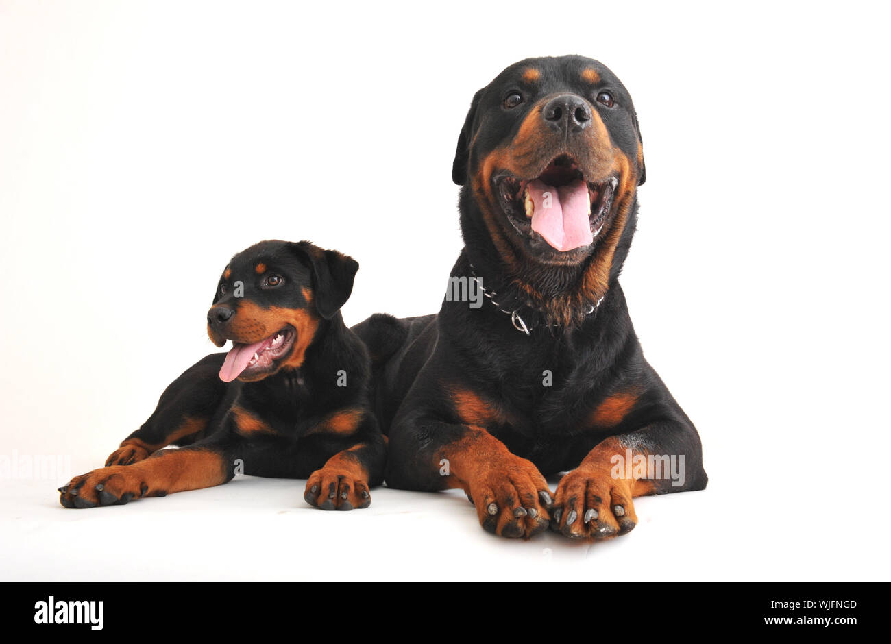 portrait of an adult rottweiler and his puppy Stock Photo - Alamy