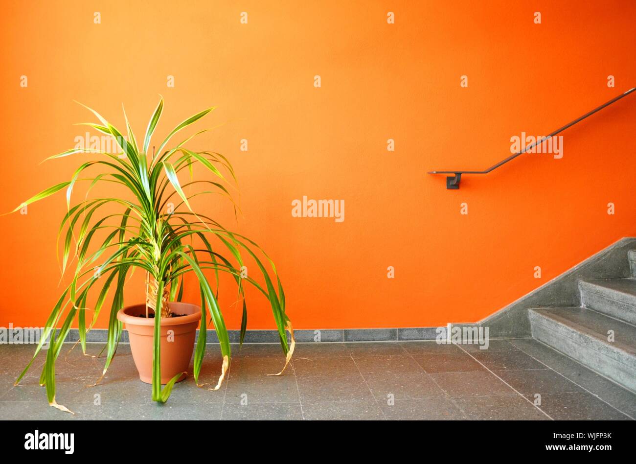 orange wall and pottet plant with copyspace showing real estate concept ...