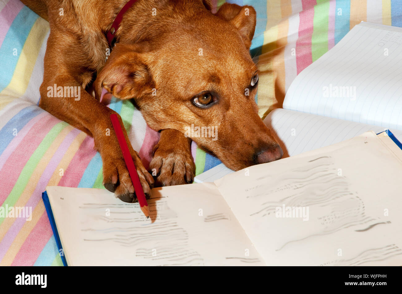 Homewerk hi-res stock photography and images - Alamy