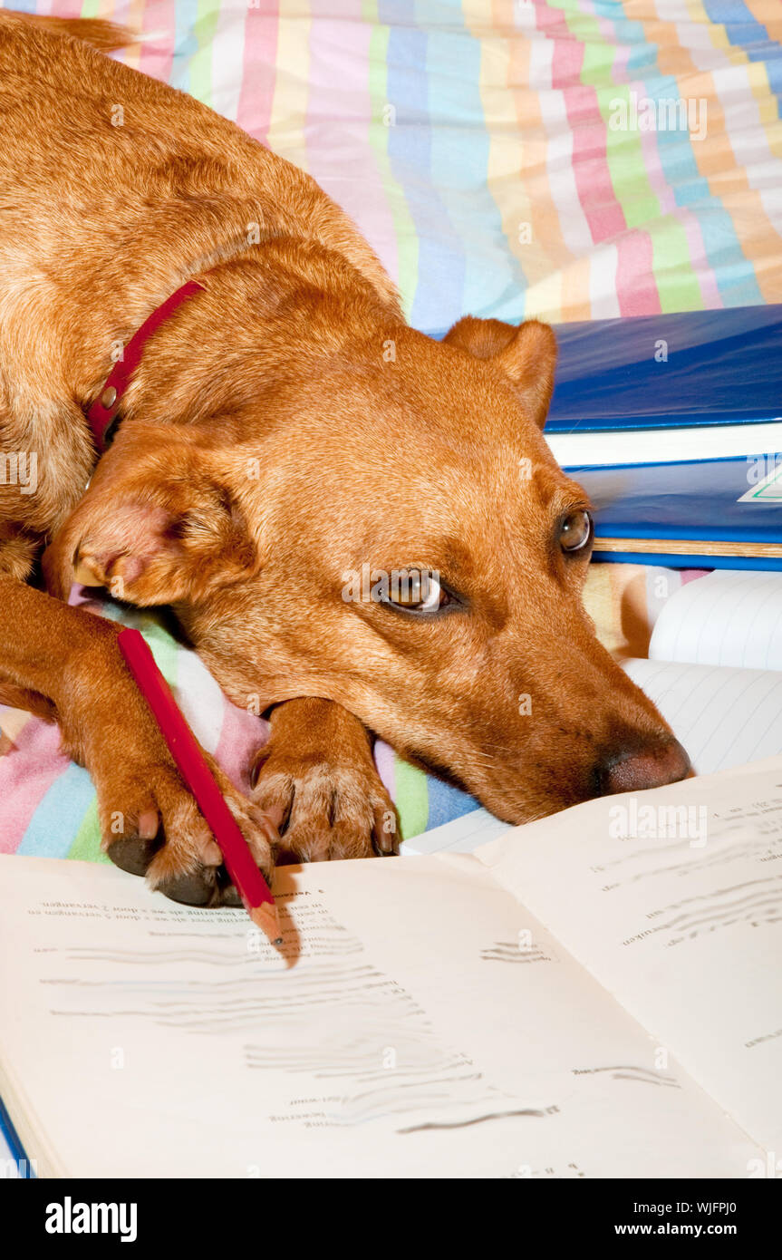 Dog is making homework with exercise books and pencil Stock Photo - Alamy