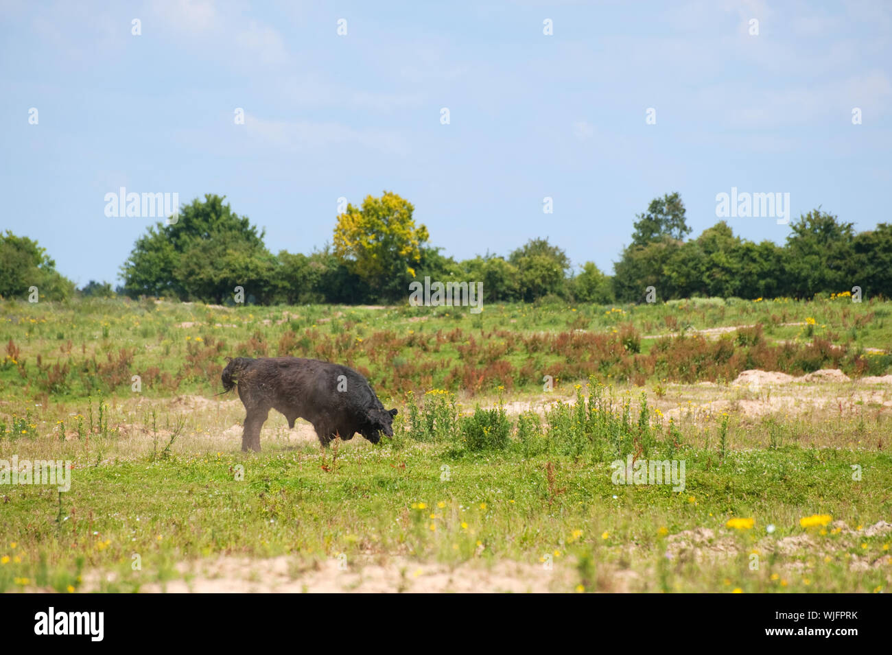 wild bull in the free nature landscape Stock Photo - Alamy