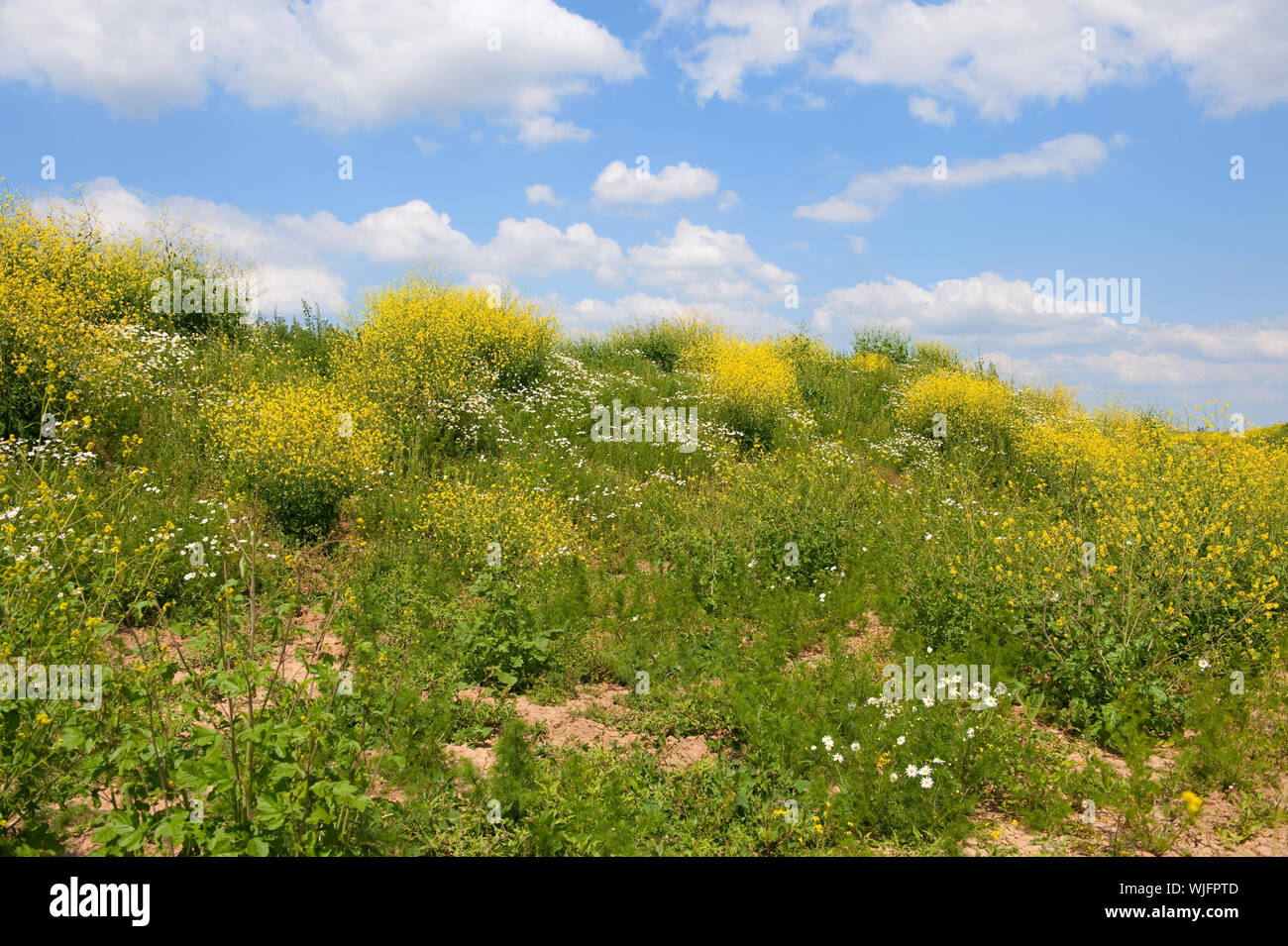 Cole seed hi-res stock photography and images - Alamy