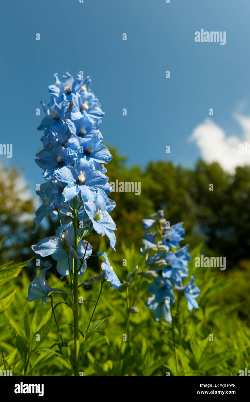 Larkspur sky blue hi-res stock photography and images - Alamy