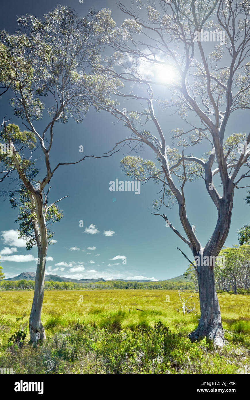 An image of green grass landscape in Australia Stock Photo - Alamy