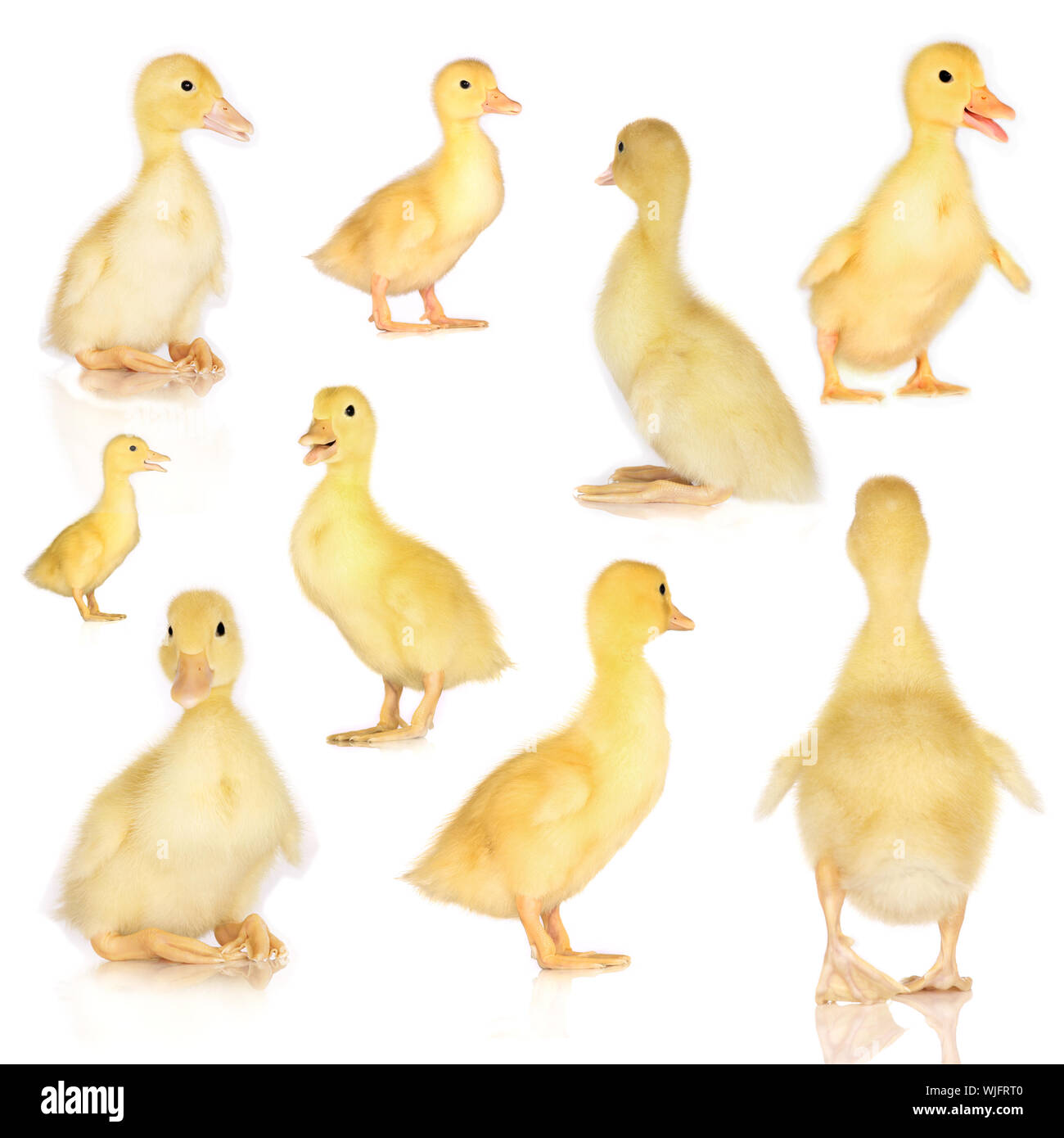 Cute little ducklings standing hi-res stock photography and images - Alamy