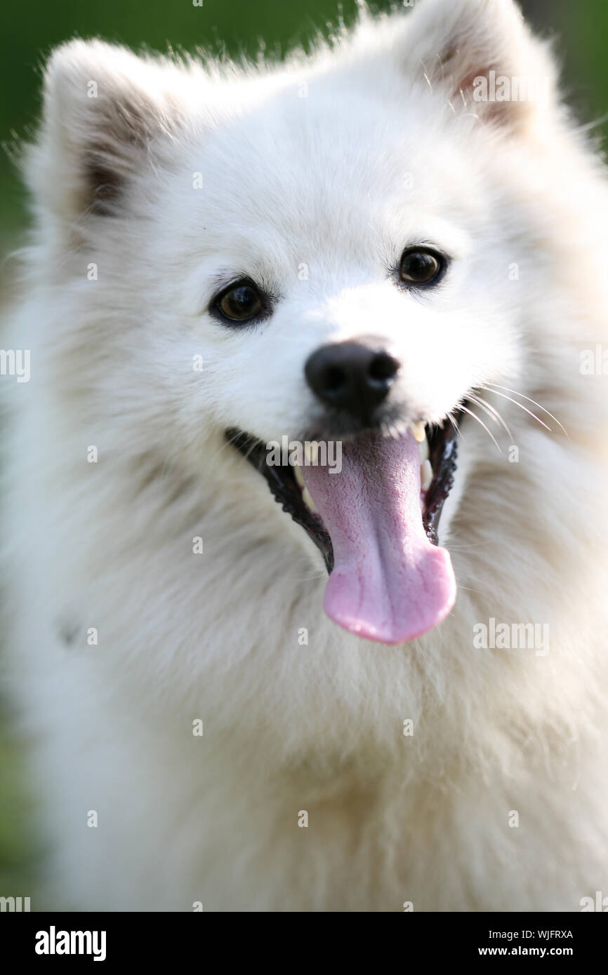 Beautiful white Alaskan Eskimo dog Stock Photo - Alamy