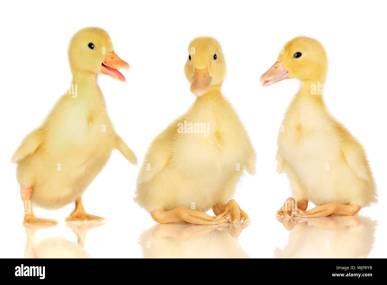 Three ducklings isolated on white Stock Photo - Alamy