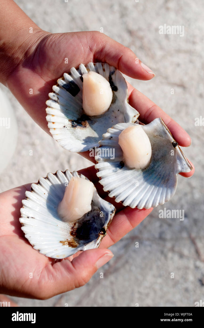 Fresh scallops in half shell, caught in St. Joseph Bay, Florida Stock ...