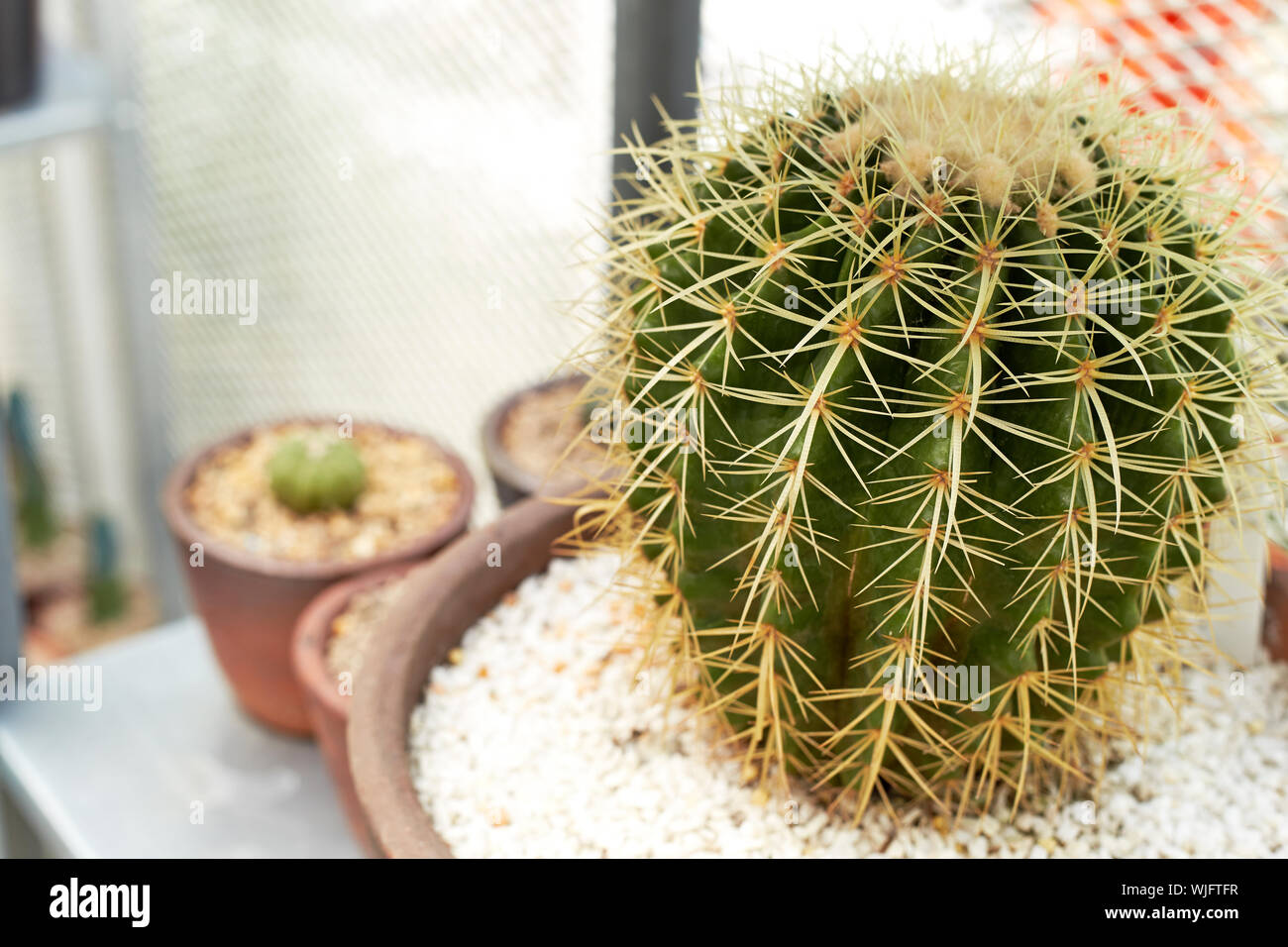Potted cactus hi-res stock photography and images - Alamy