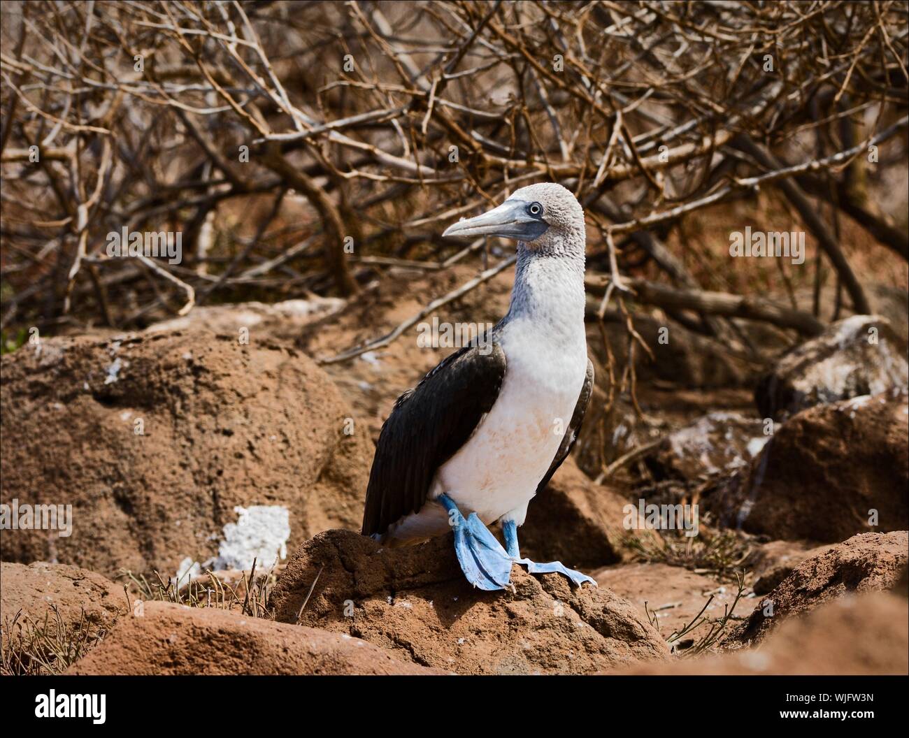 Blue-footed booby. The light bird with brightly blue feet sits on brown ...