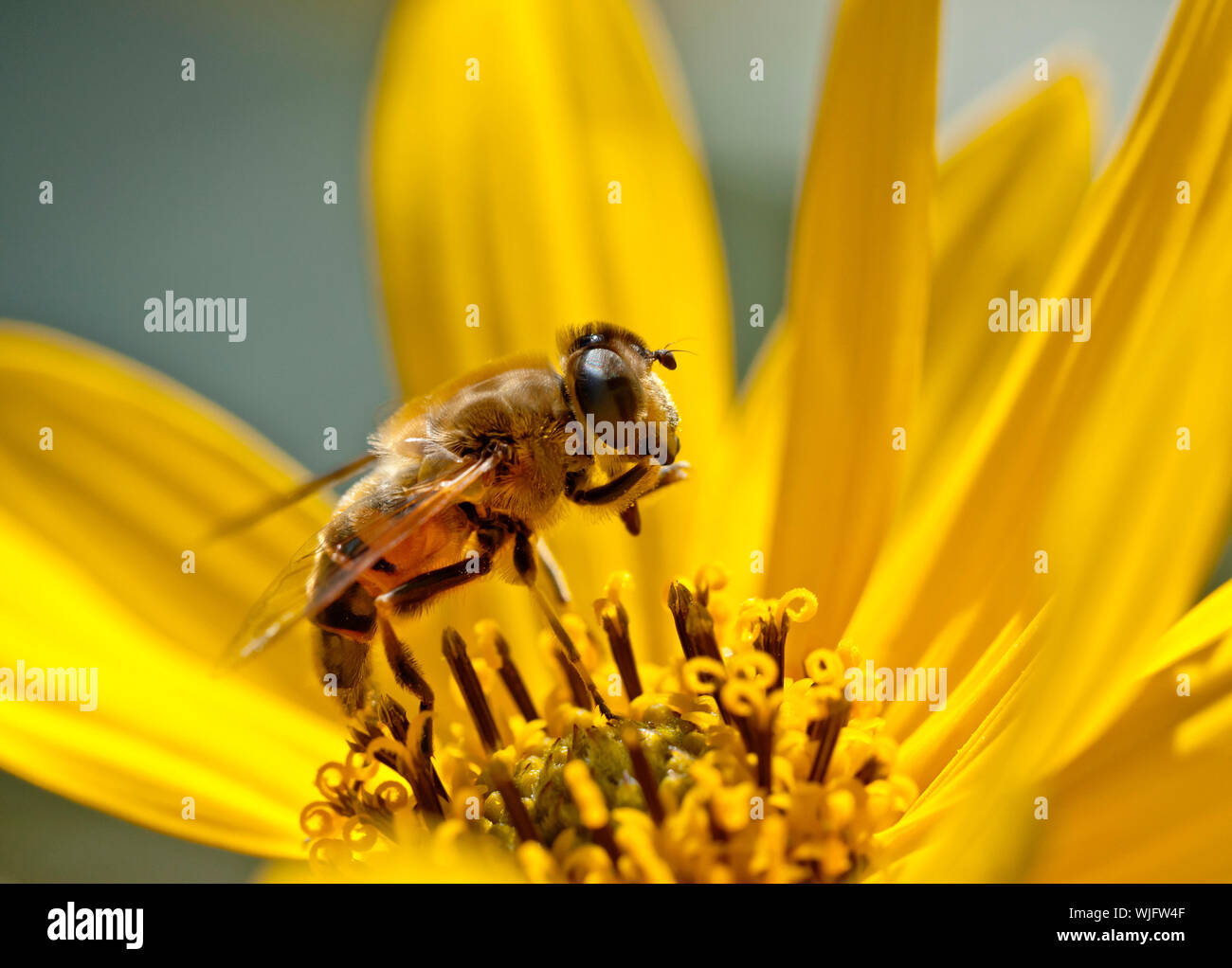 Beautiful little bee on hi-res stock photography and images - Alamy