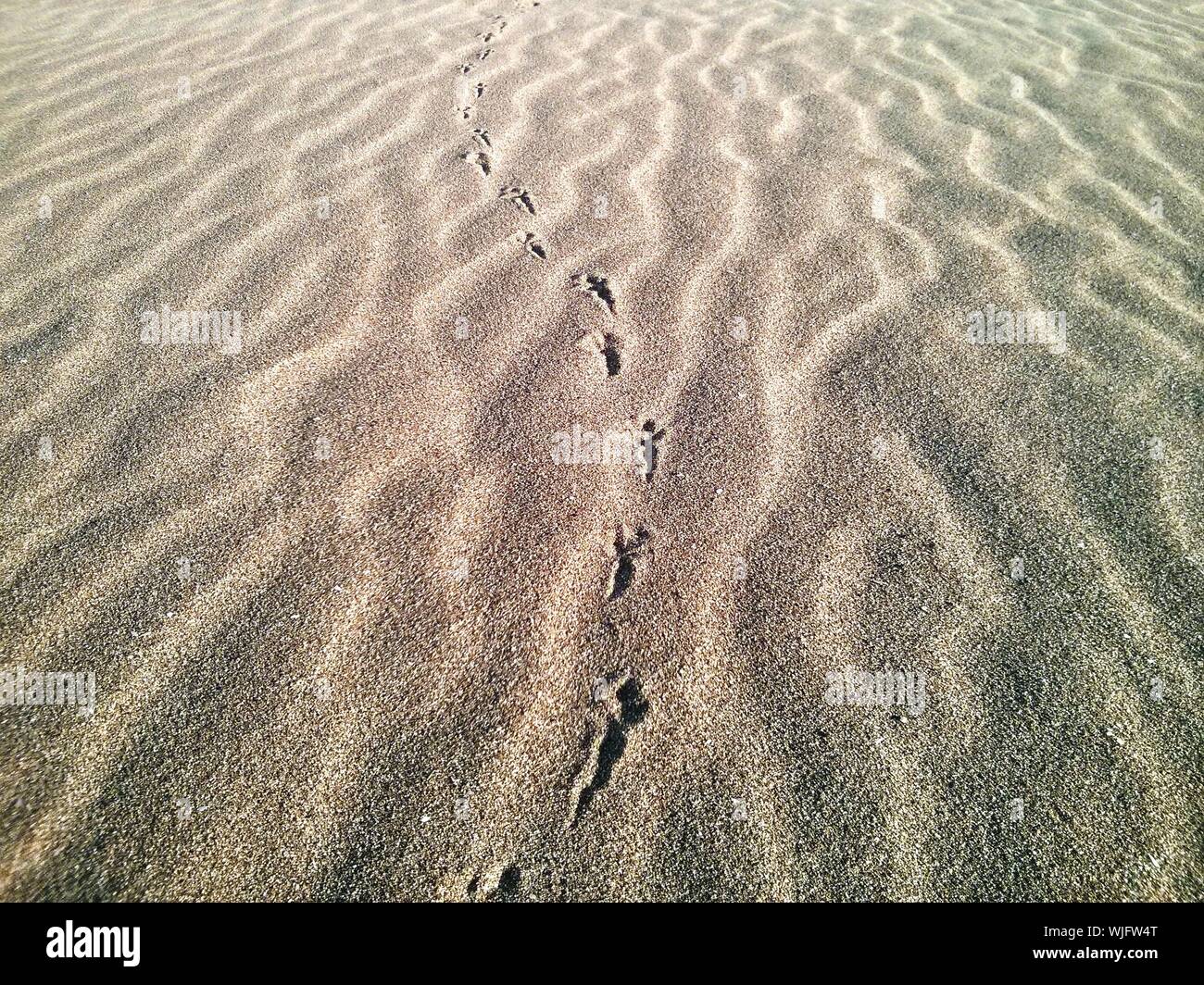 Animal footprints in desert hi-res stock photography and images - Alamy