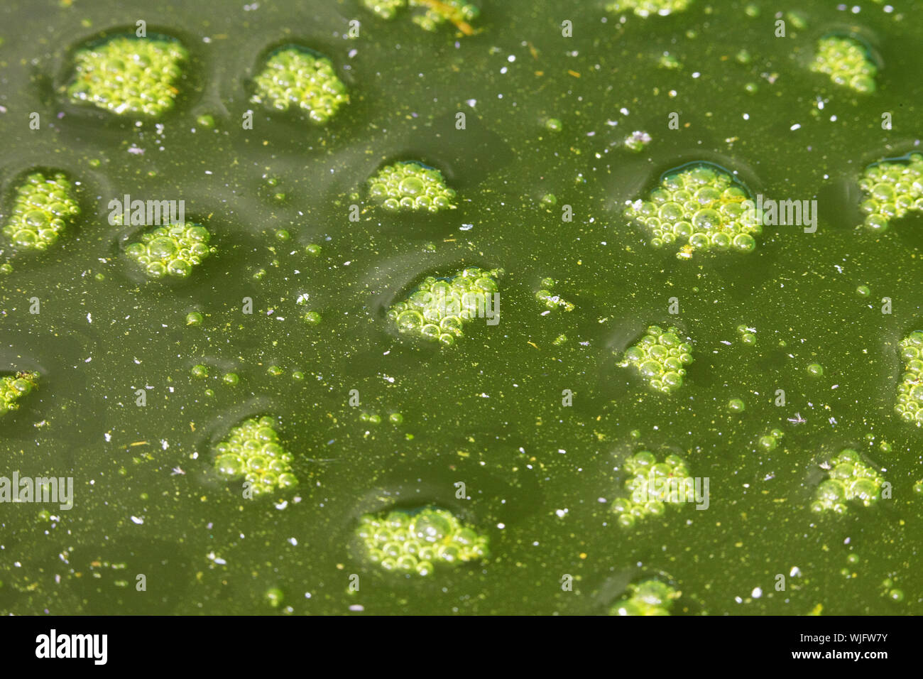 Foam flakes hi-res stock photography and images - Alamy