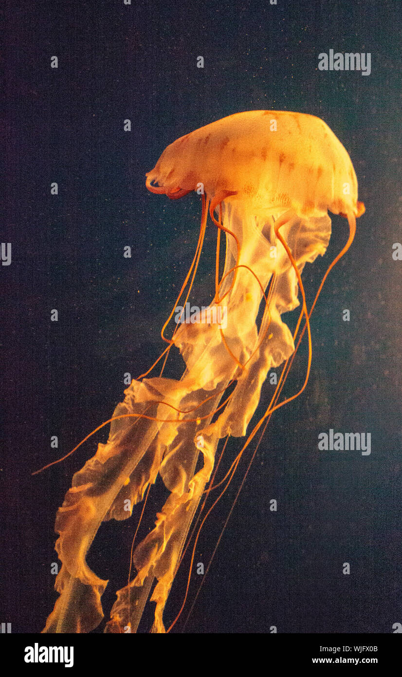 Yellow jellyfish hi-res stock photography and images - Alamy