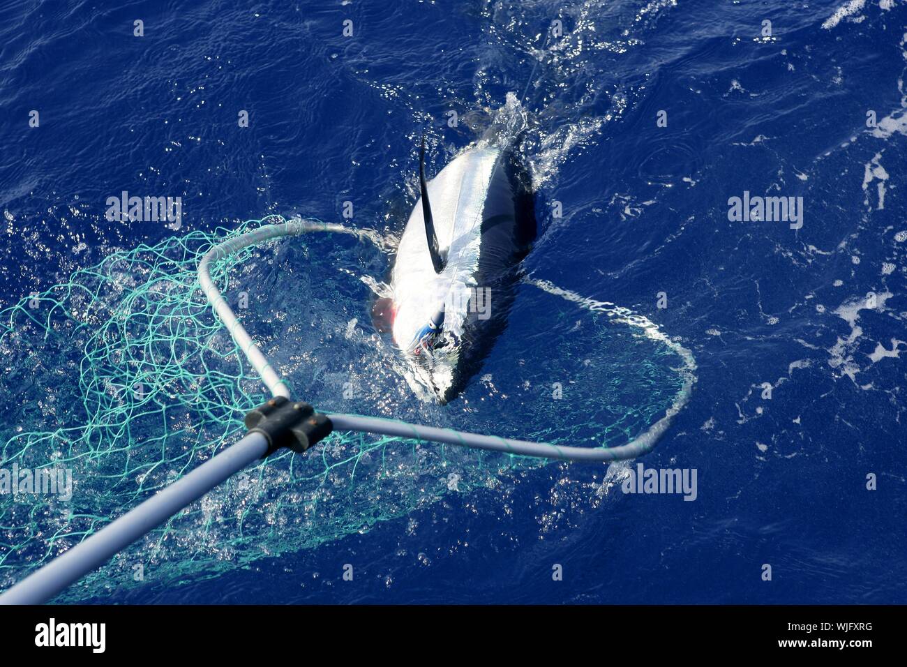 Atlantic bluefin tuna white hi-res stock photography and images - Alamy