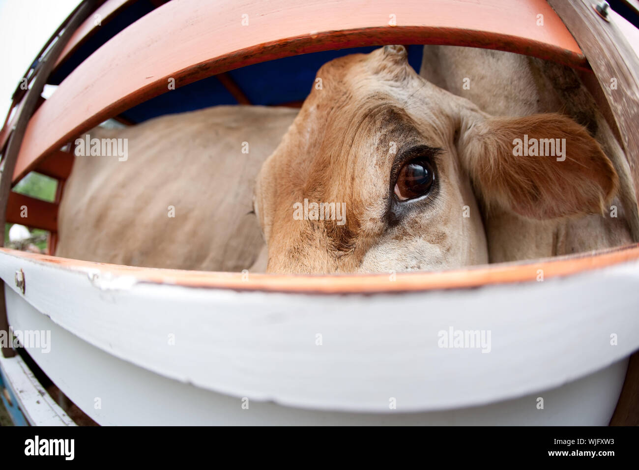 Transported cow hi-res stock photography and images - Alamy