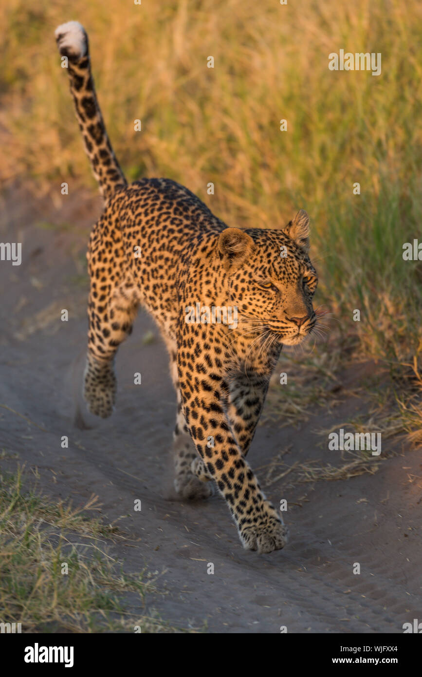 Leopard Running High Resolution Stock Photography and Images - Alamy