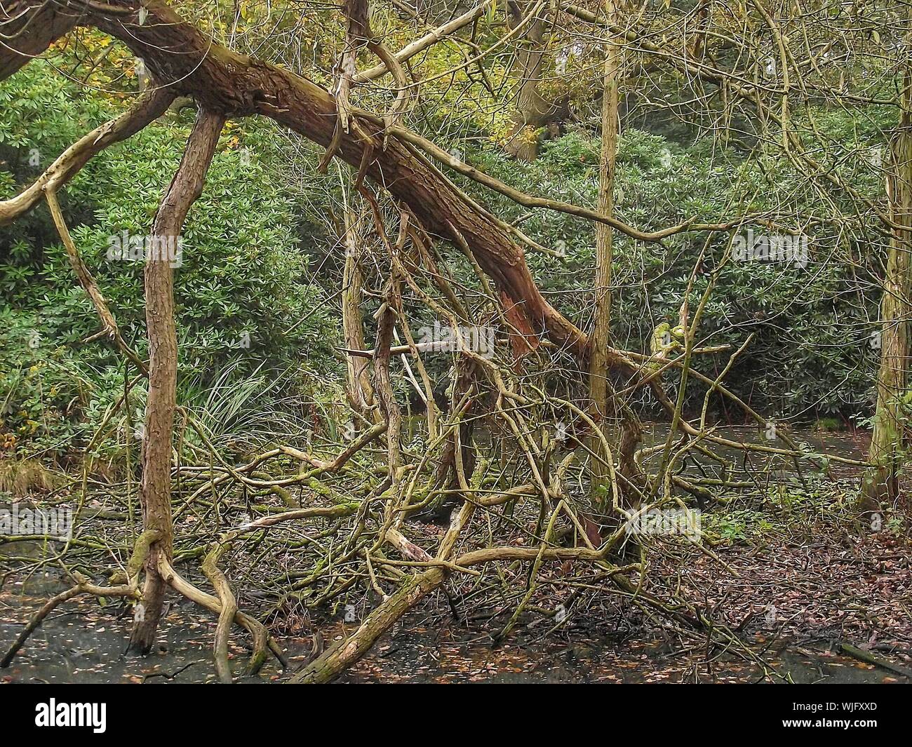 Dead tree forest hi-res stock photography and images - Alamy