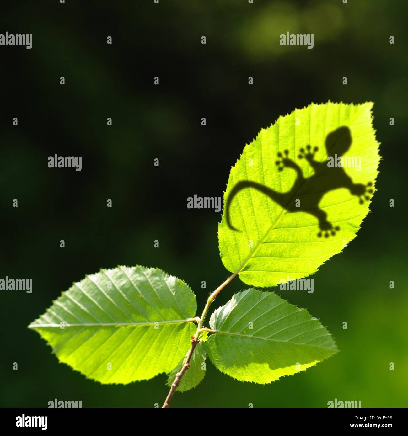 green jungle leaf with gecko shadow showing rainforest or nature ...