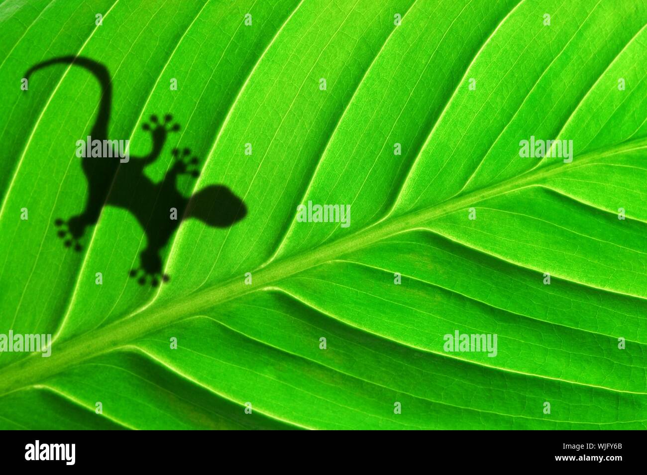 green jungle leaf with gecko shadow showing rainforest or nature ...