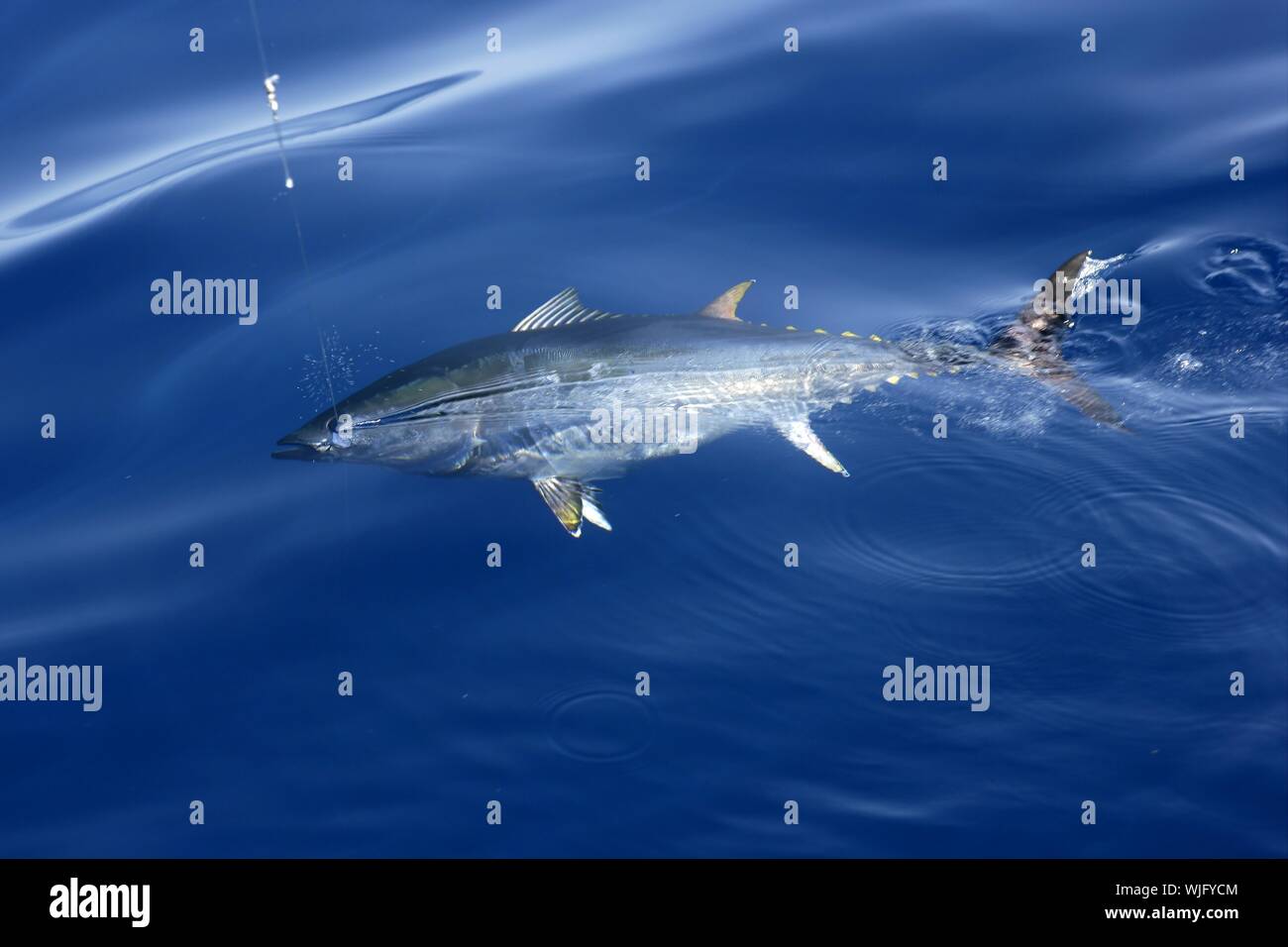 Atlantic bluefin tuna white hi-res stock photography and images - Alamy