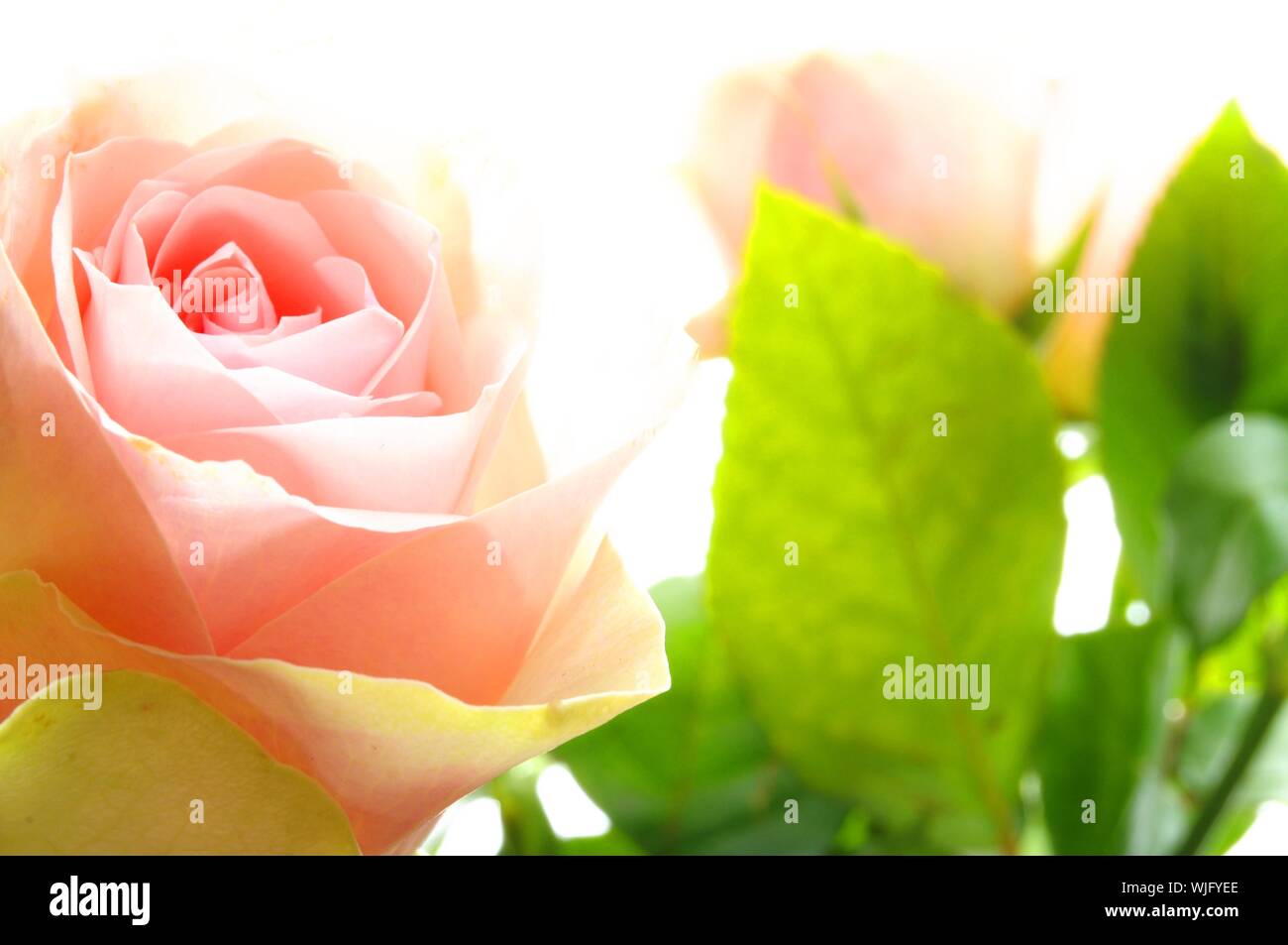 rose flower showing amor love or anniversary concept Stock Photo - Alamy