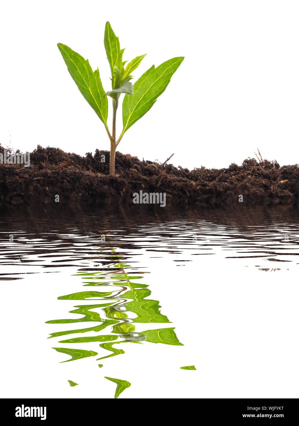 small plant and water reflection showing summer or nature concept Stock ...