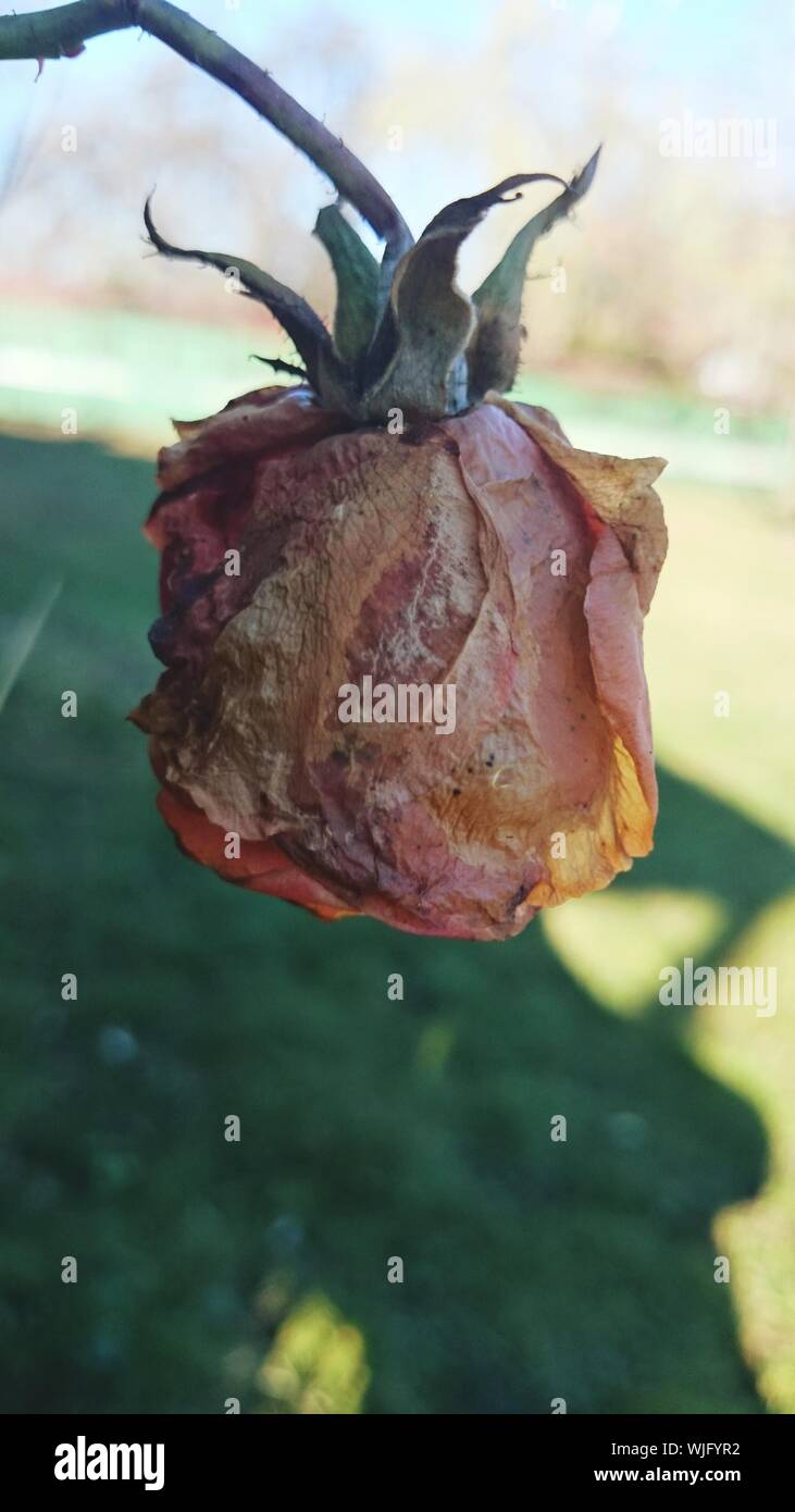 Wilted Rose High Resolution Stock Photography and Images - Alamy