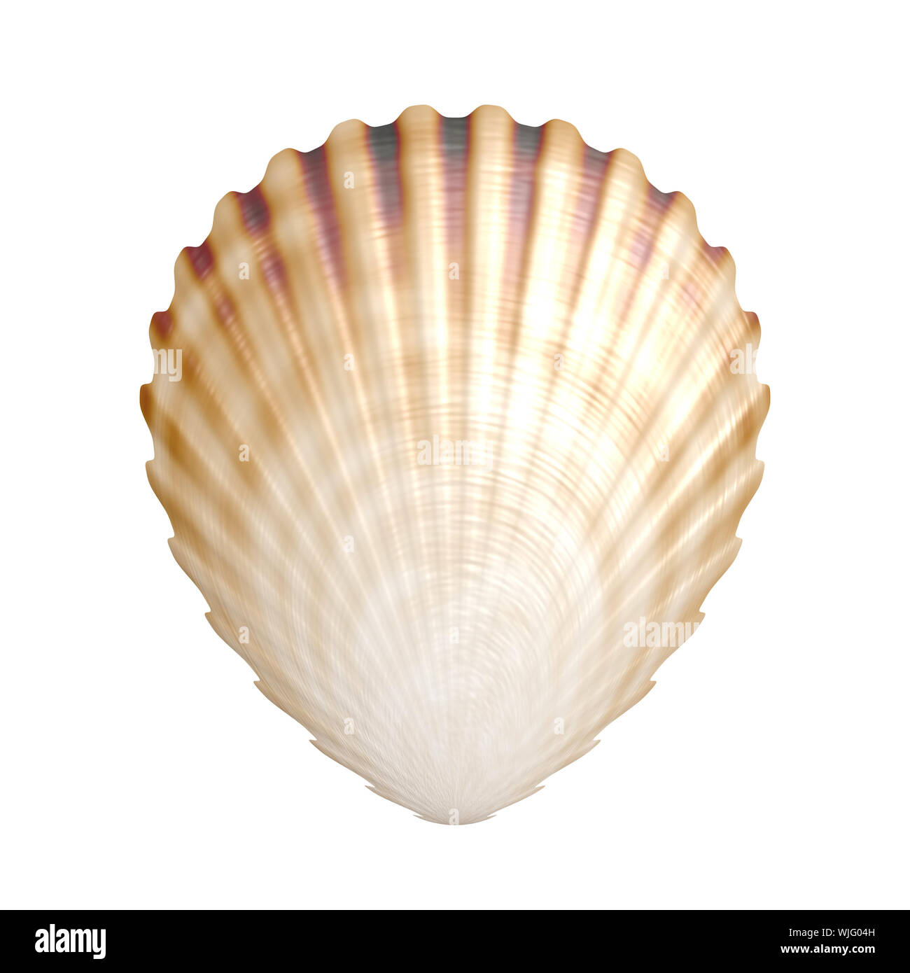 An image of an isolated scallop shell Stock Photo - Alamy