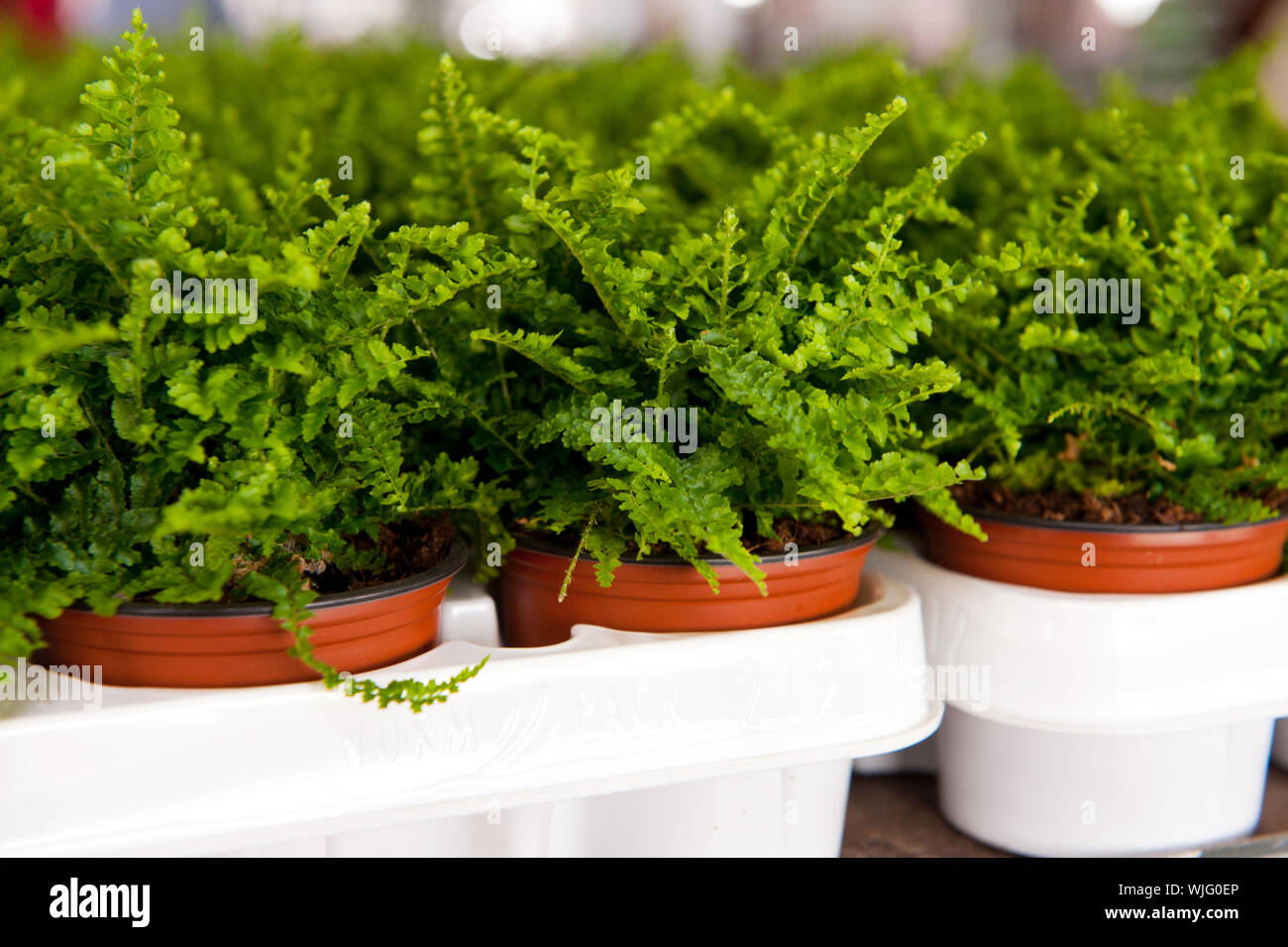 Little fern plants in flower pots at the shop Stock Photo - Alamy