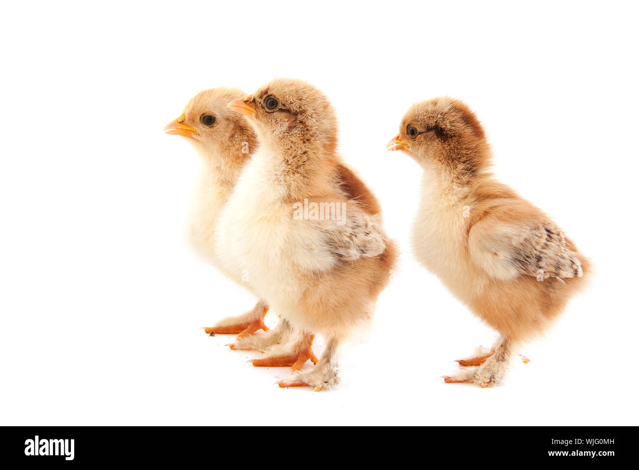 Pair of little chicken chicks isolated over white Stock Photo - Alamy