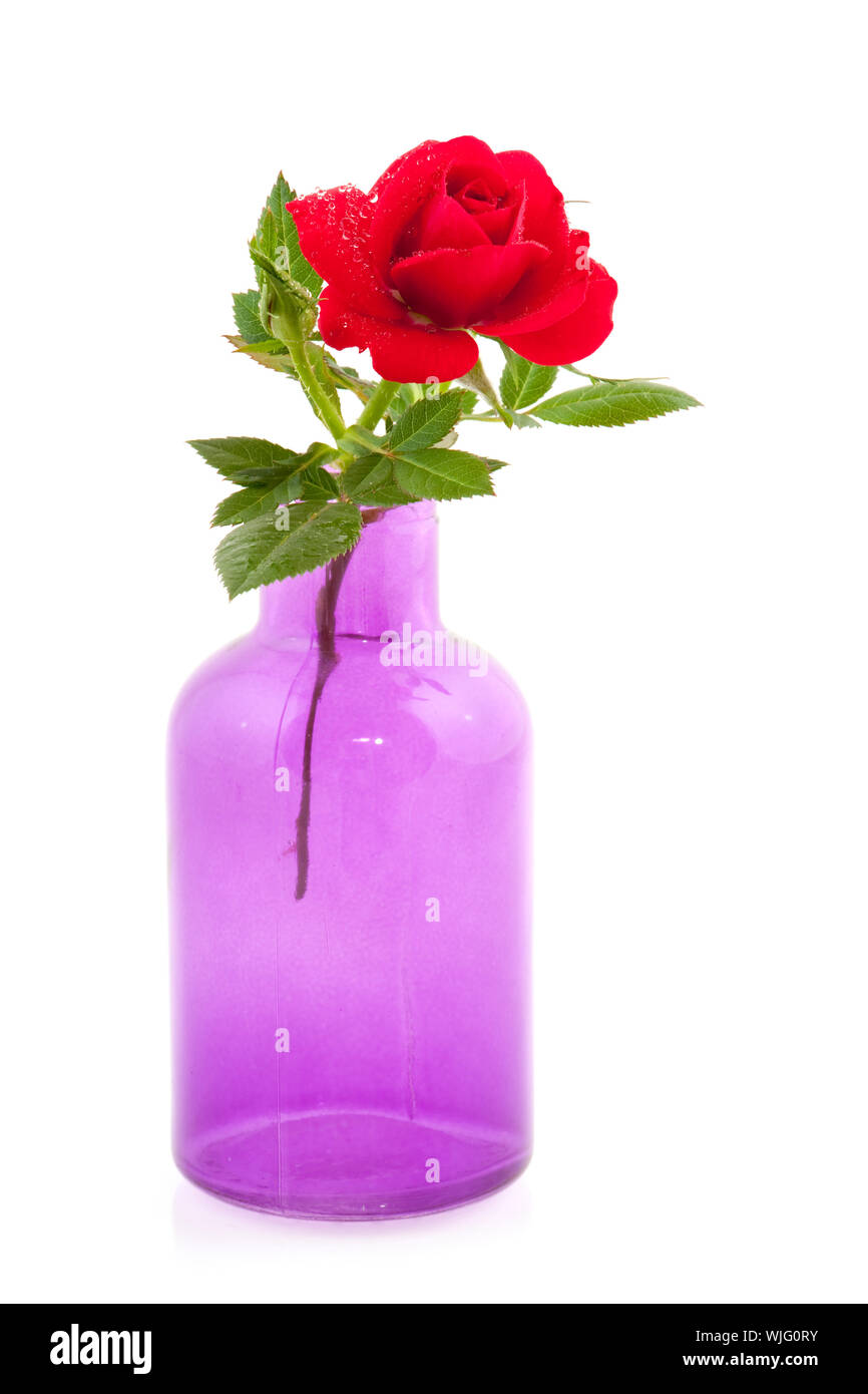 colorful red rose in purple glass vase Stock Photo - Alamy