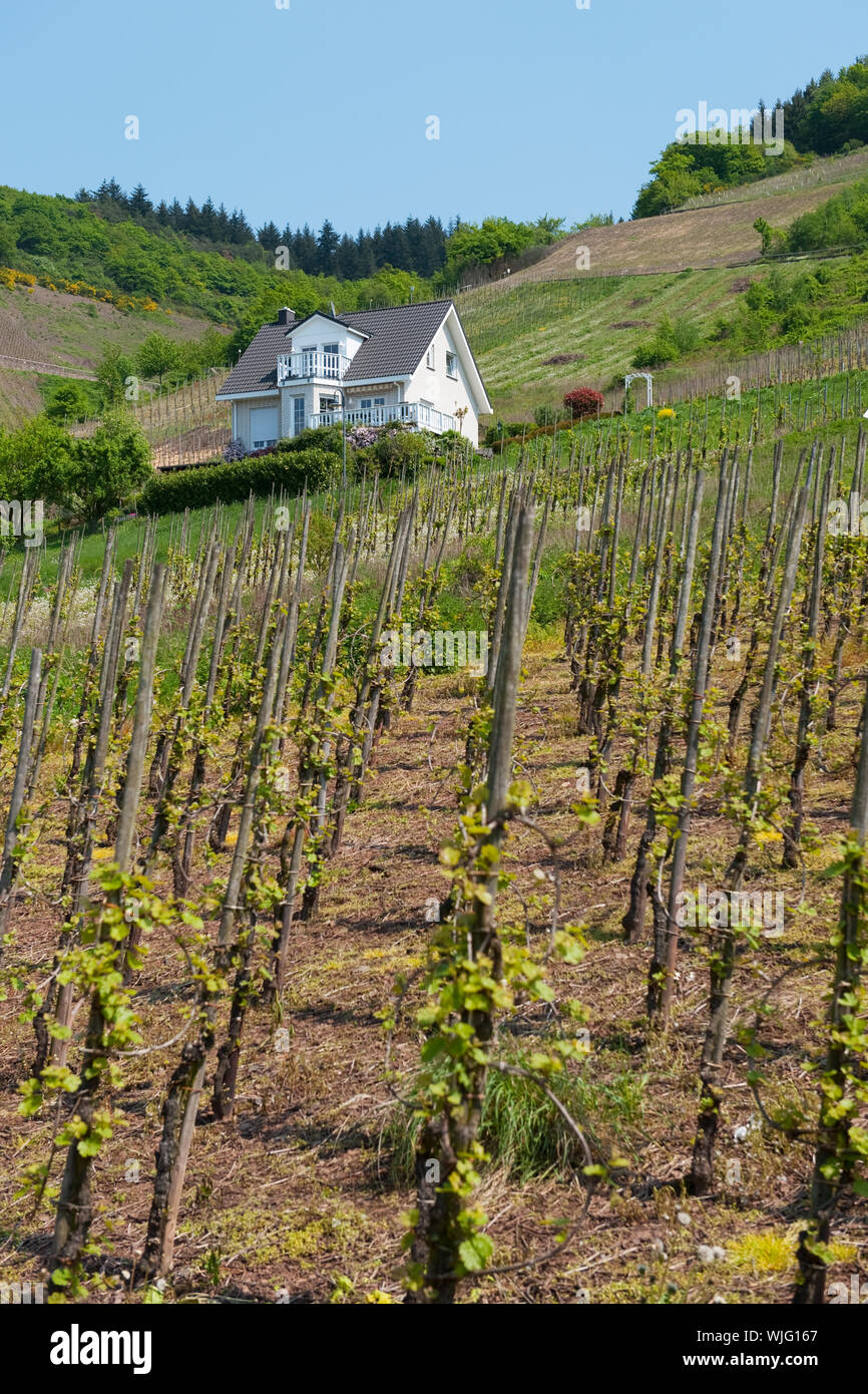 Landscape in Germany with grape yards near the Moselle Stock Photo - Alamy