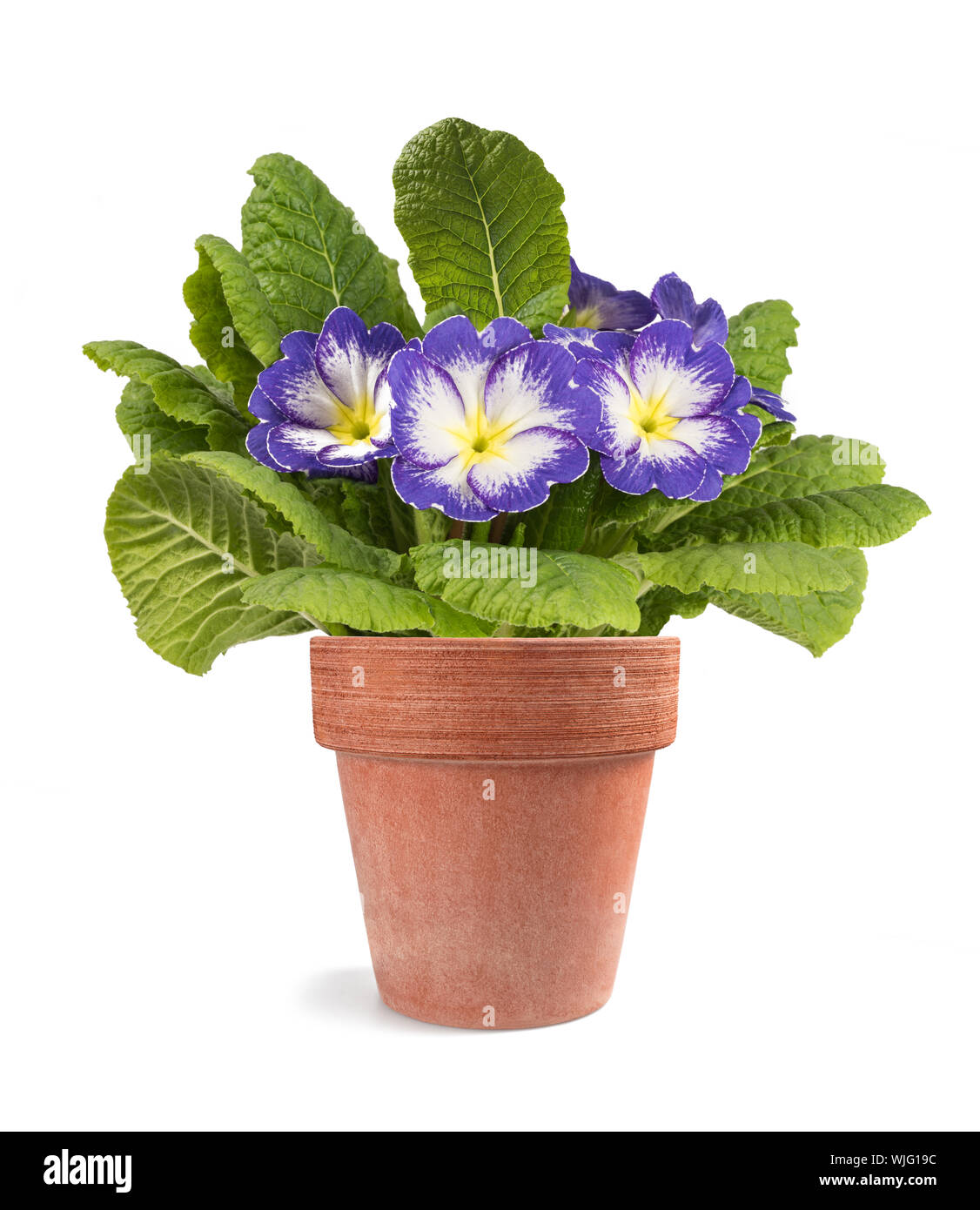 Primrose plant in vase isolated on white background Stock Photo - Alamy