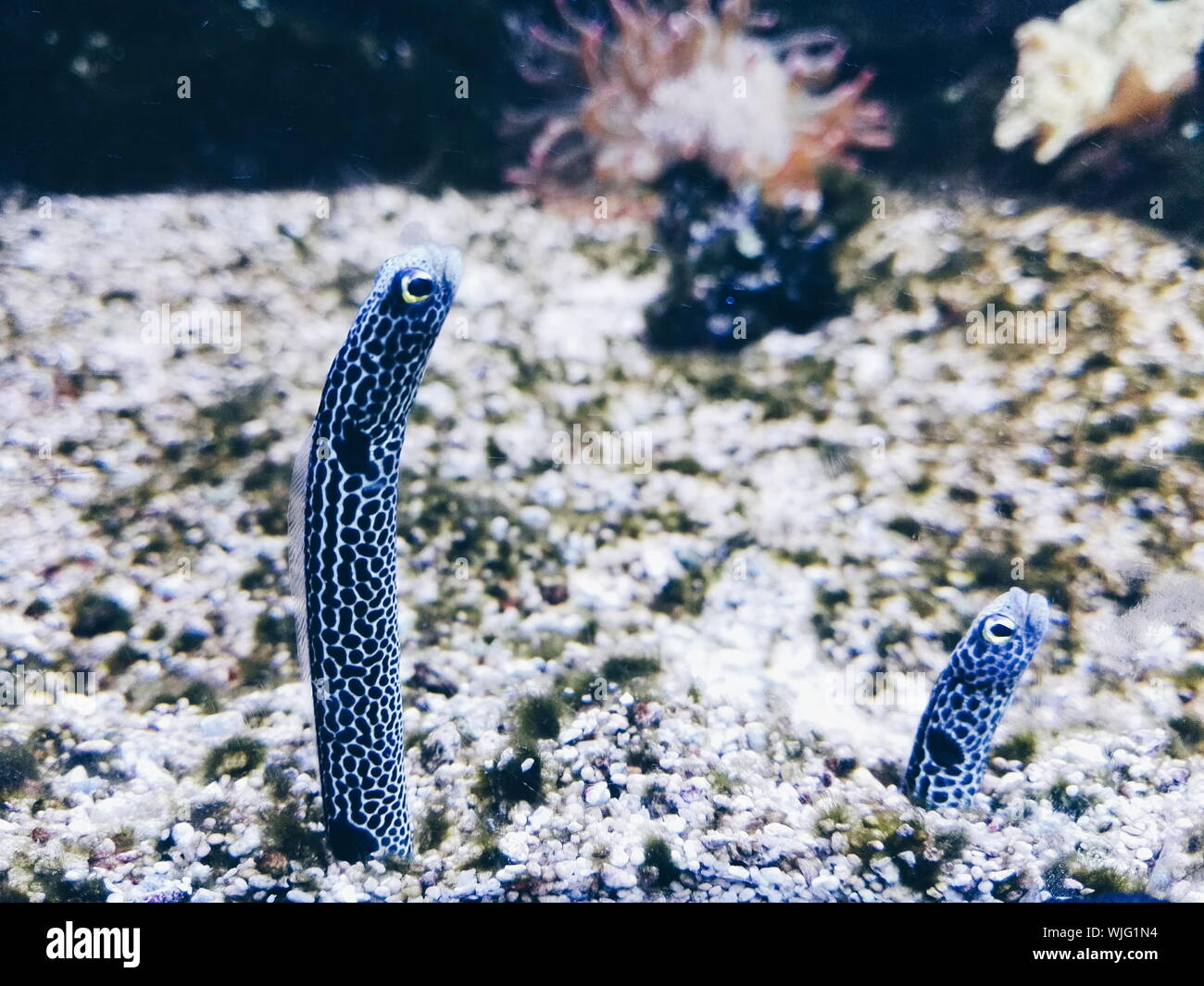 Two eels hi-res stock photography and images - Alamy