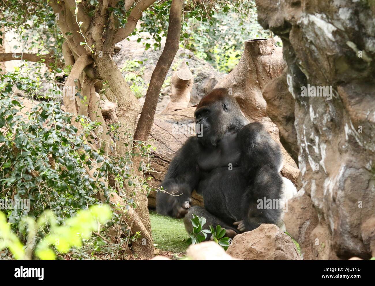 Gorilla rock hi-res stock photography and images - Alamy