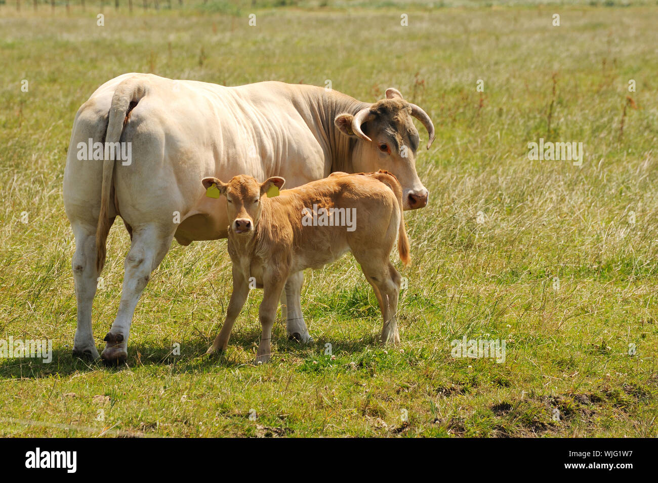 White meat cow with little calf Stock Photo - Alamy
