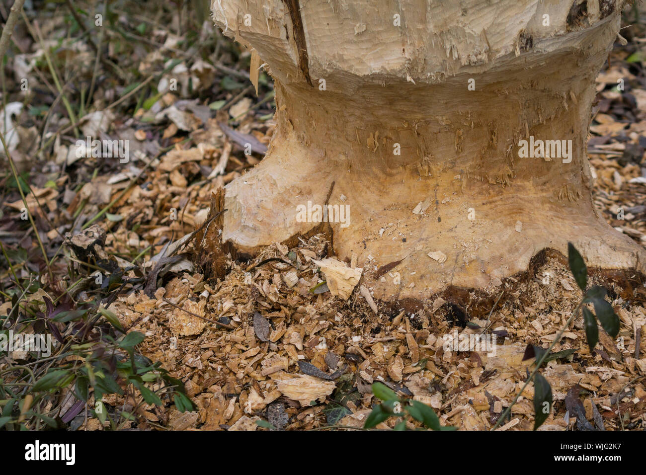 Chopped tree trunk hi-res stock photography and images - Alamy