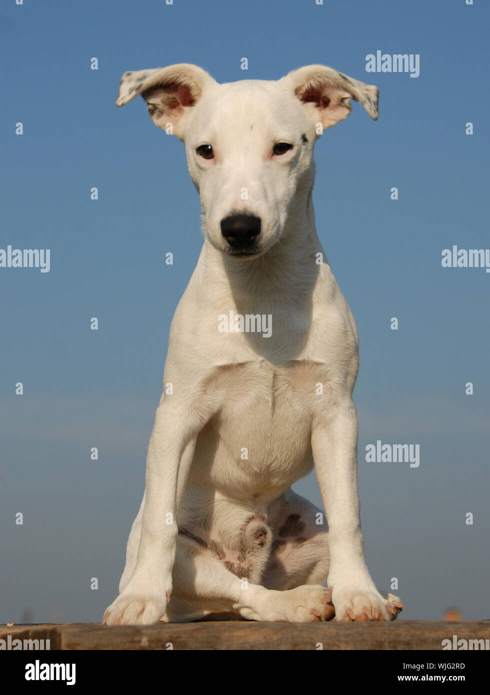 pup jack russel terrier Stock Photo - Alamy