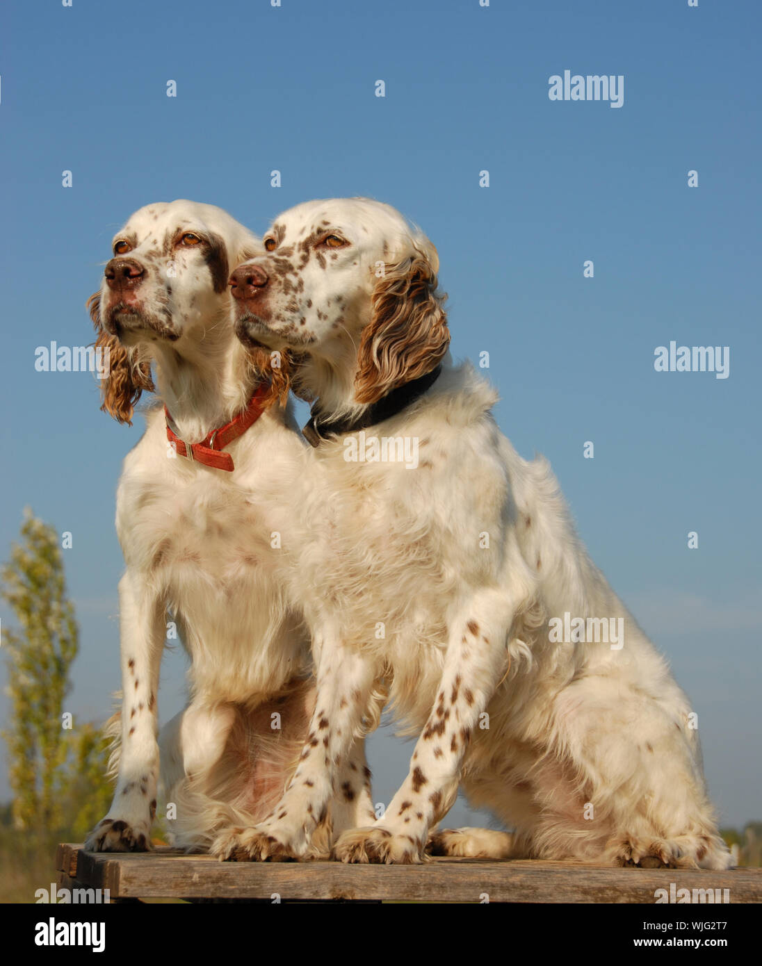 English setters hi-res stock photography and images - Alamy