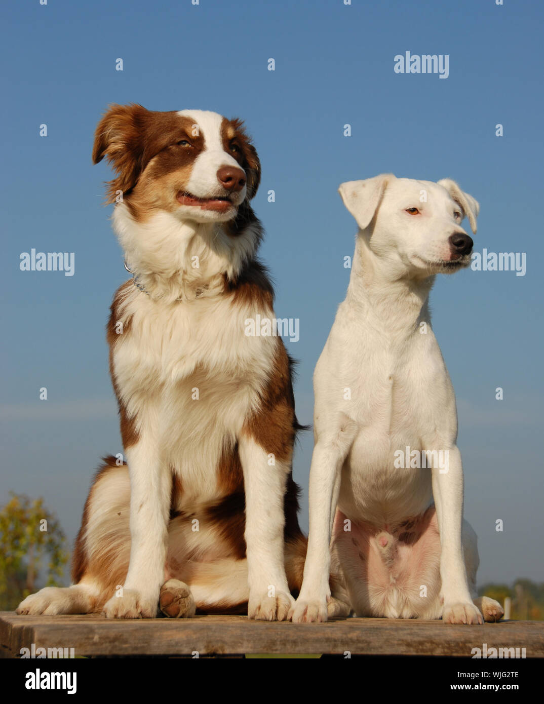 Aussie friends hi-res stock photography and images - Alamy