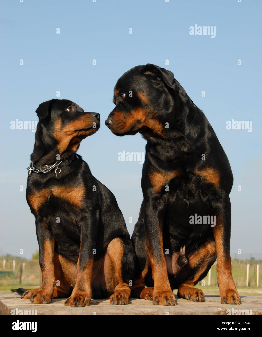 father and boy rottweiler Stock Photo - Alamy