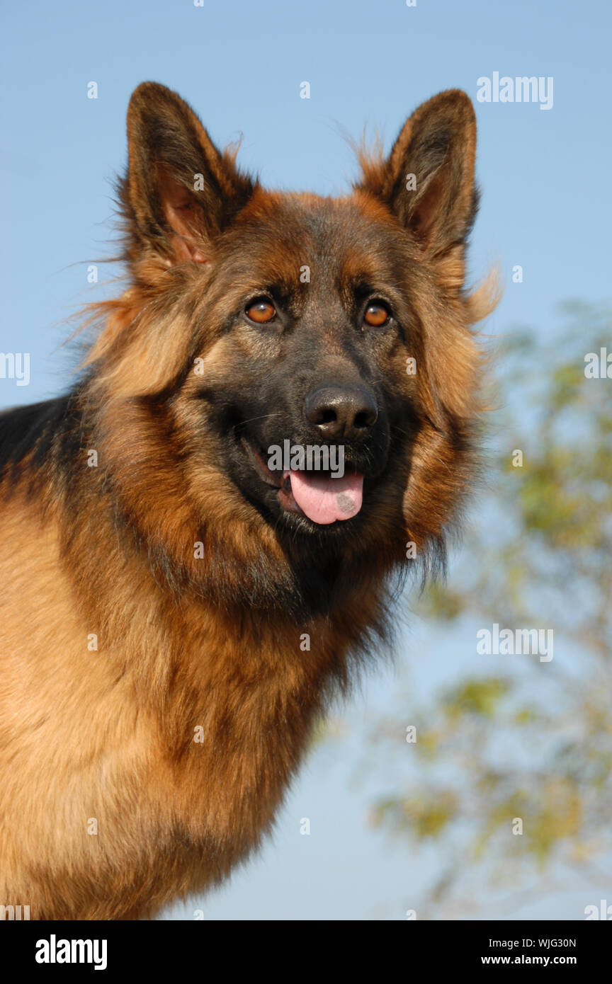 female german shepherd Stock Photo - Alamy